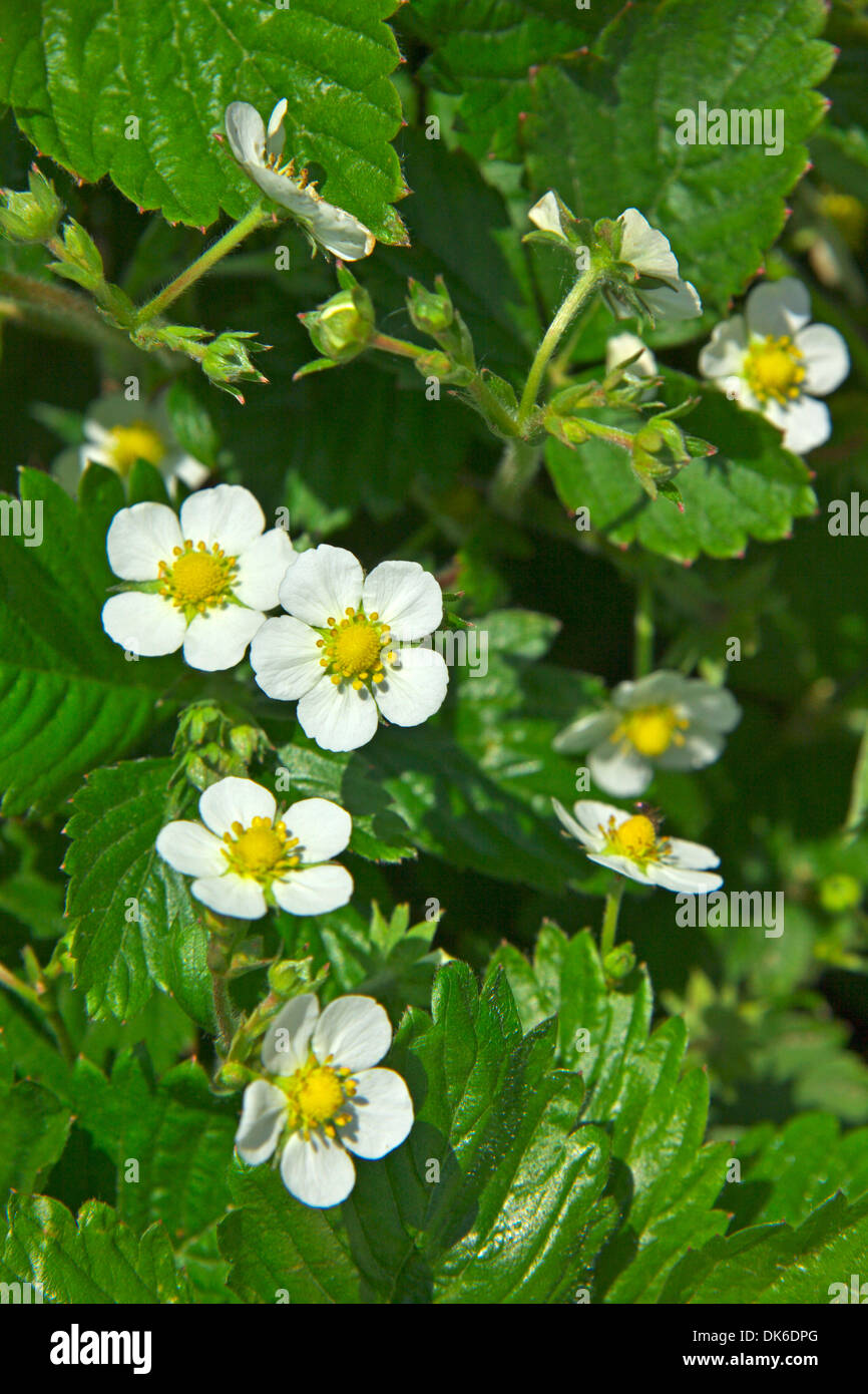 Strawberry plant and flower close up hi-res stock photography and ...