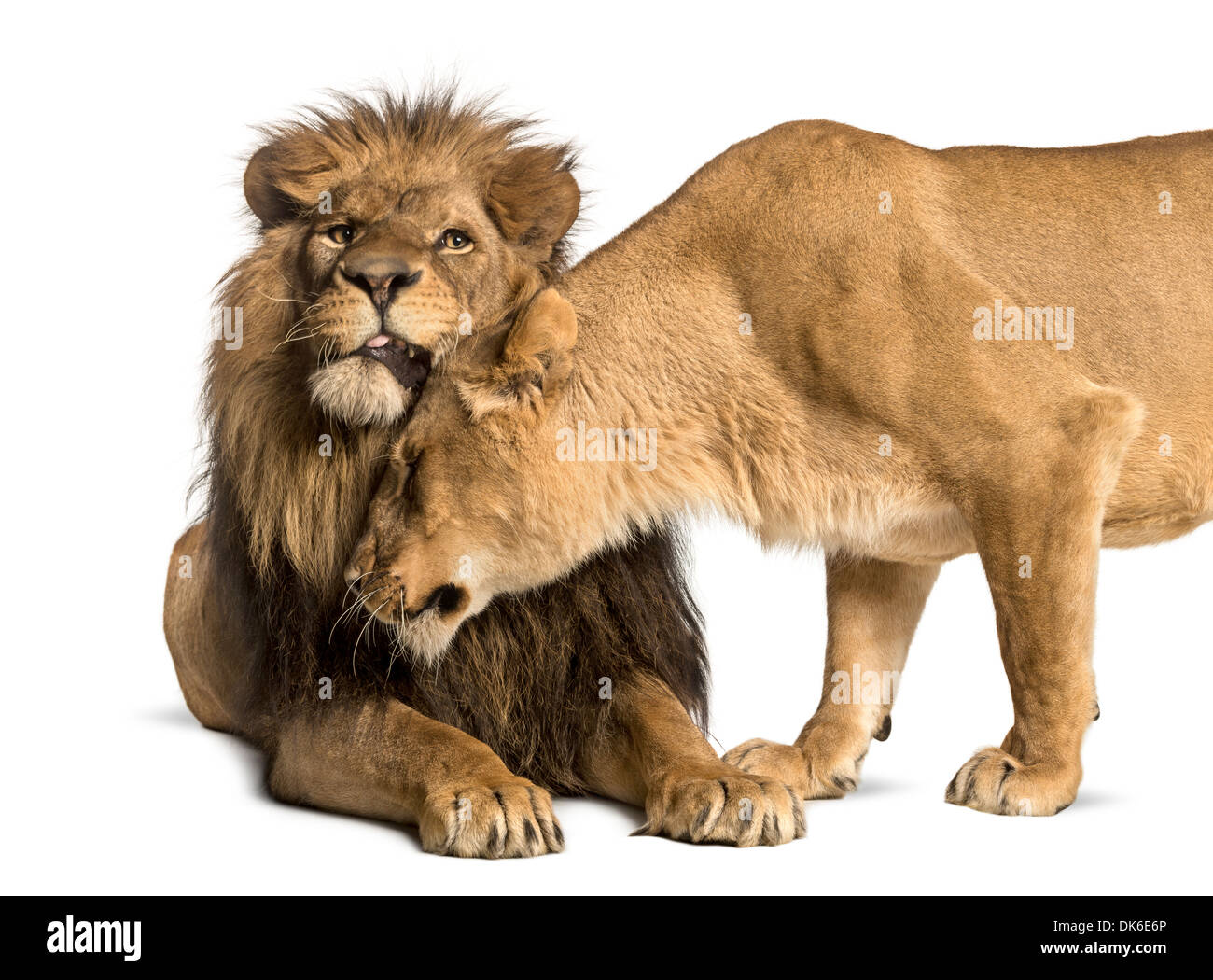 Lion and lioness affectionate, Panthera leo, against white background ...