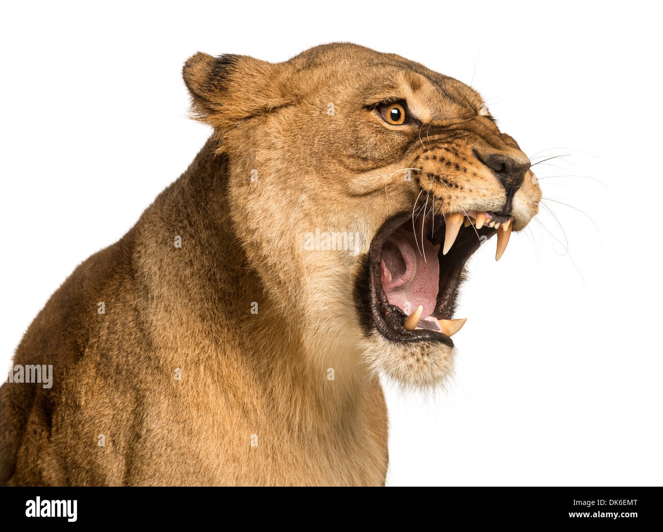 Roaring lioness hi-res stock photography and images - Alamy