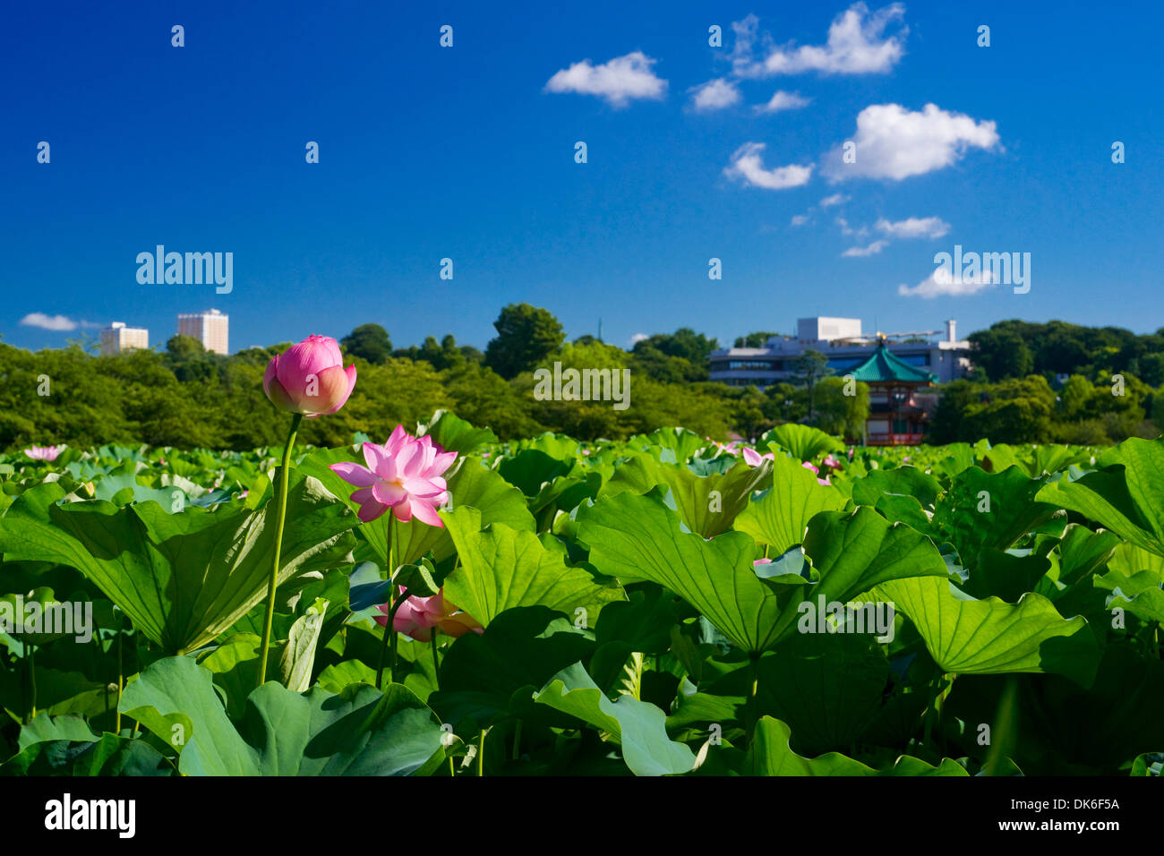 Indian blue lotus nelumbo nucifera hi-res stock photography and images ...