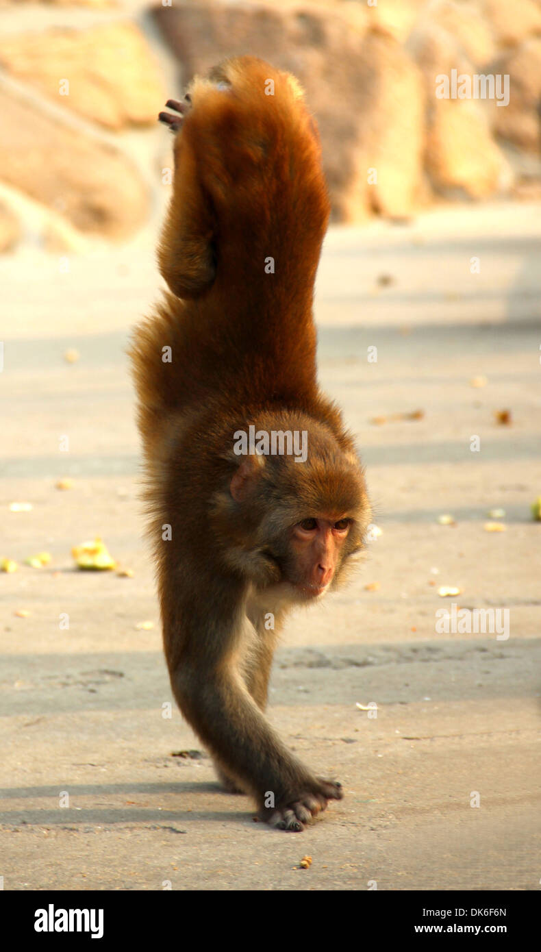 Eight-year-old monkey Dou Dou walks on his elegs at Shendiao Mountain ...