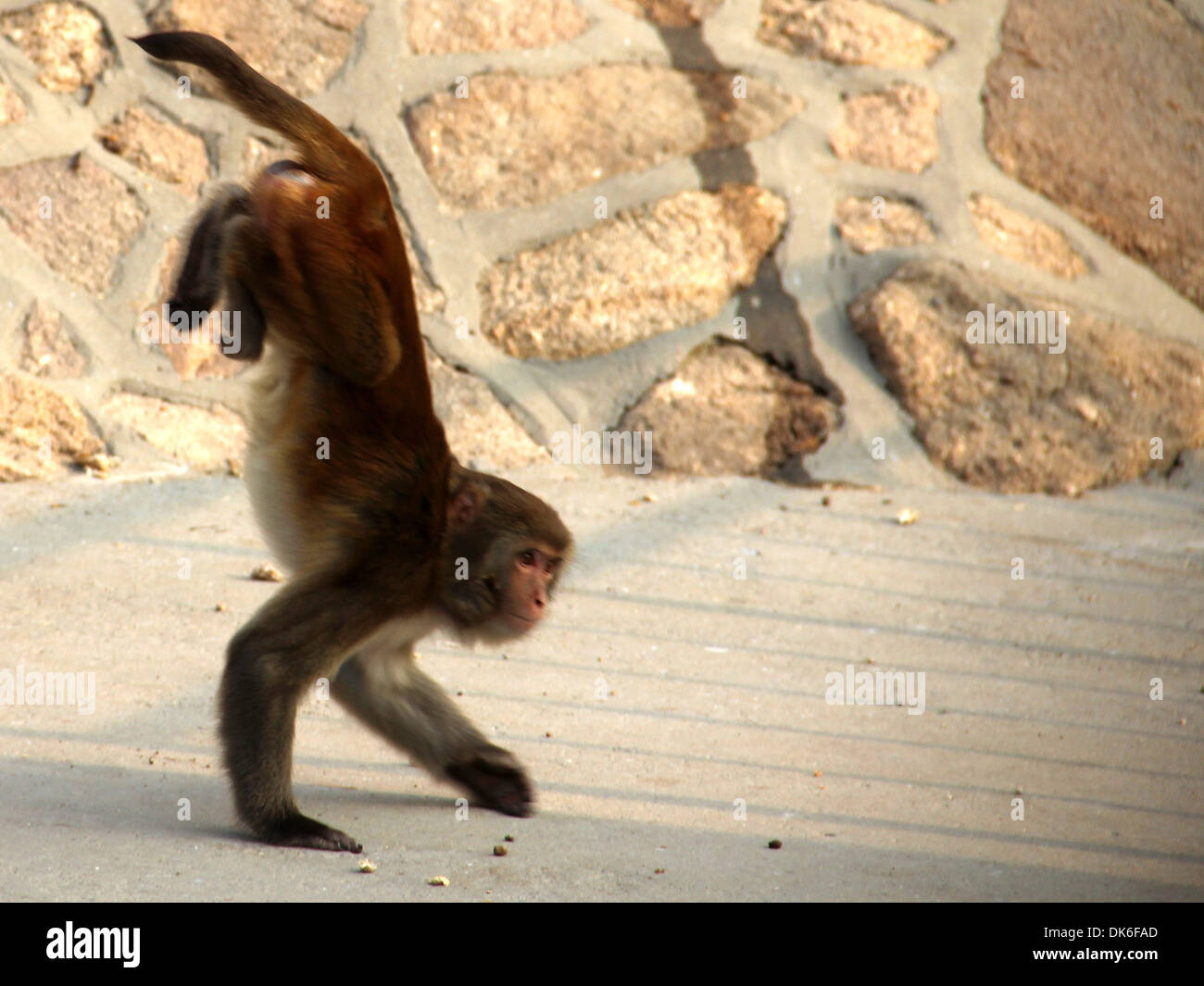 Eight-year-old monkey Dou Dou walks on his elegs at Shendiao Mountain ...