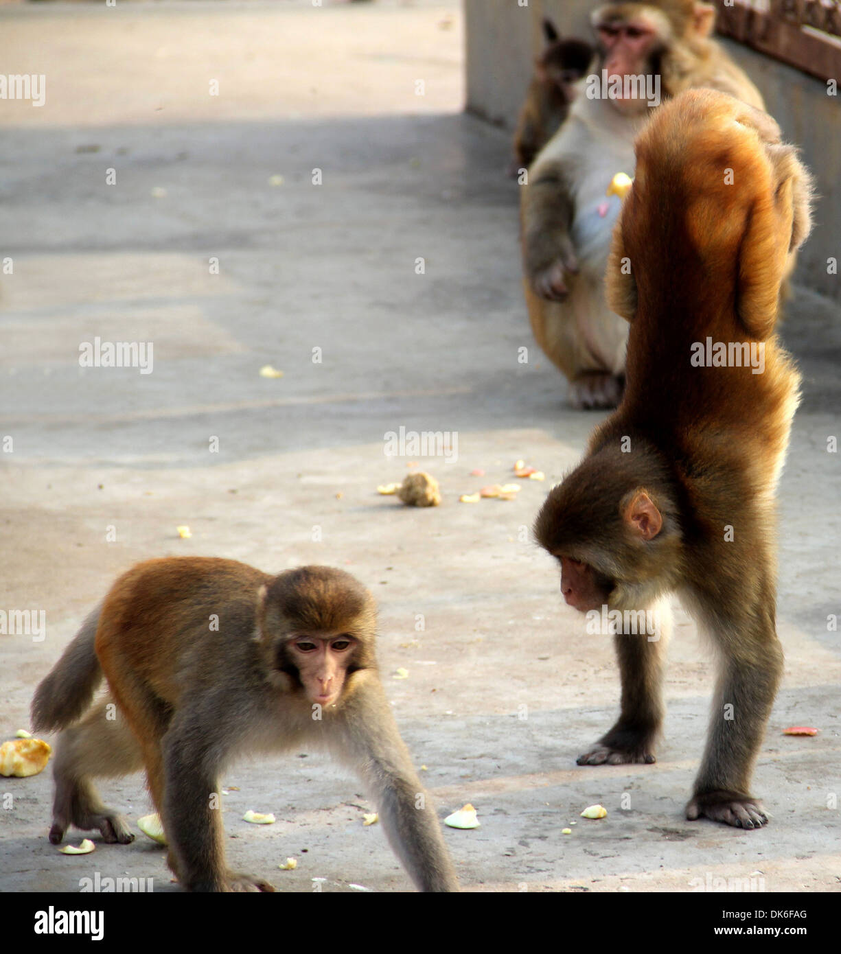 Eight-year-old monkey Dou Dou walks on his elegs at Shendiao Mountain ...
