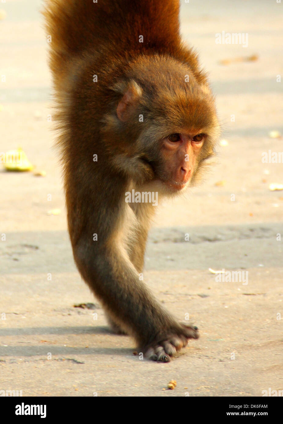 Eight-year-old monkey Dou Dou walks on his elegs at Shendiao Mountain ...
