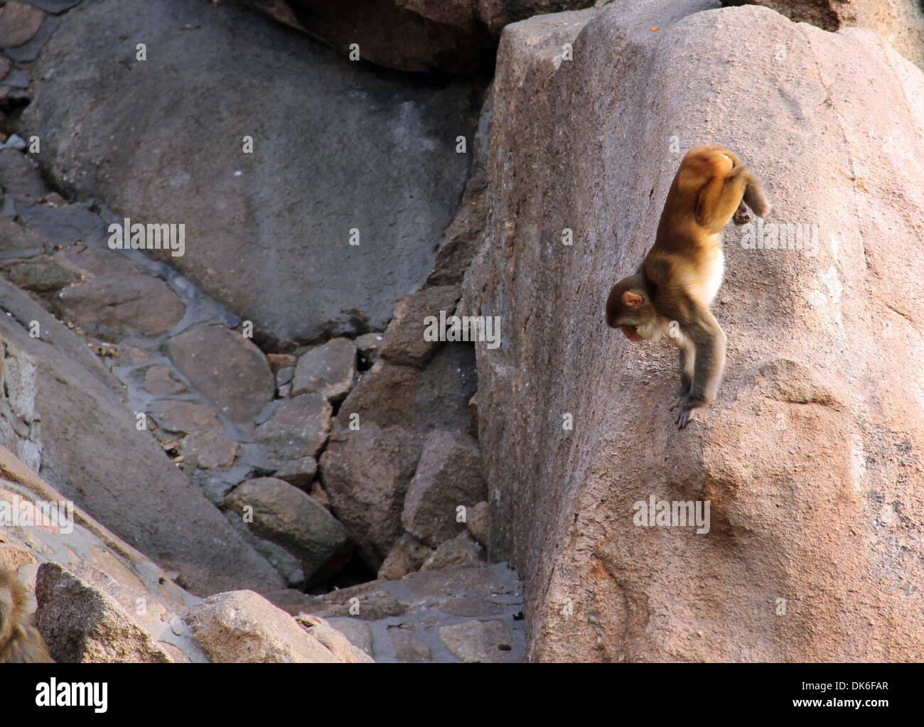 Eight-year-old monkey Dou Dou walks on his elegs at Shendiao Mountain ...