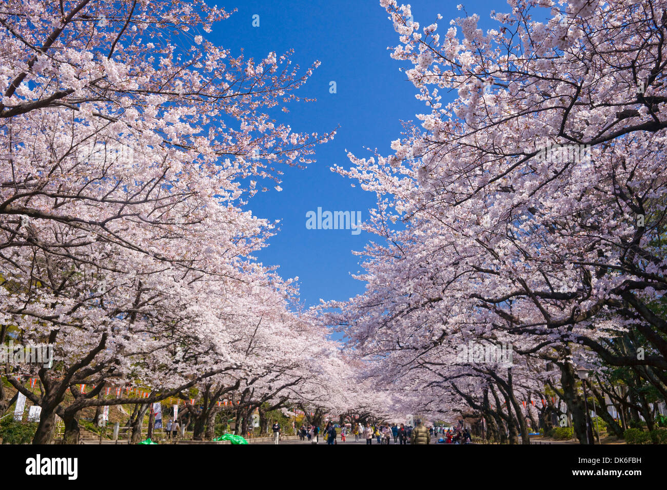 Hanami view the cherry blossoms hi-res stock photography and images - Alamy