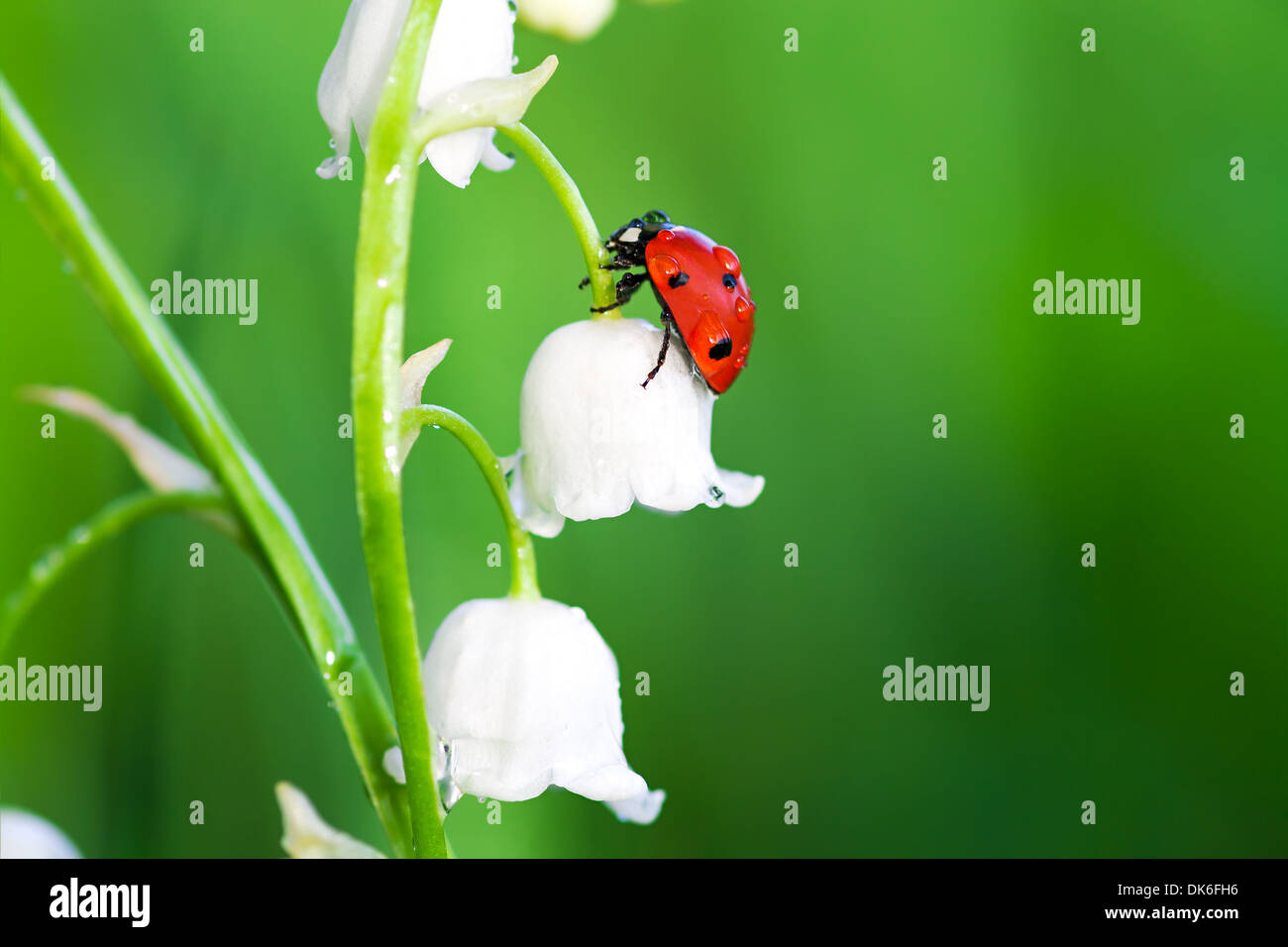 the ladybug sits on a flower of a lily of the valley Stock Photo - Alamy