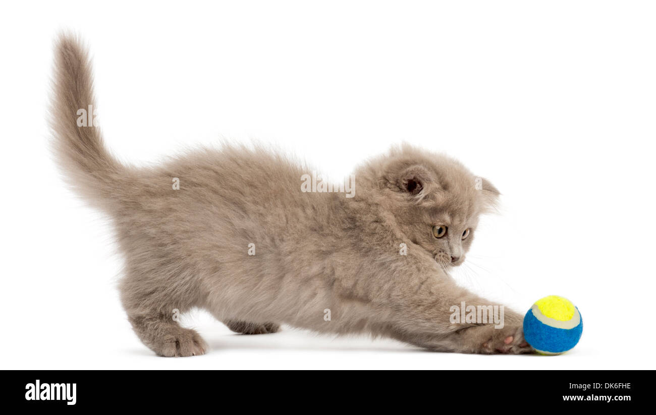 Highland fold kitten standing, playing with a ball against white ...