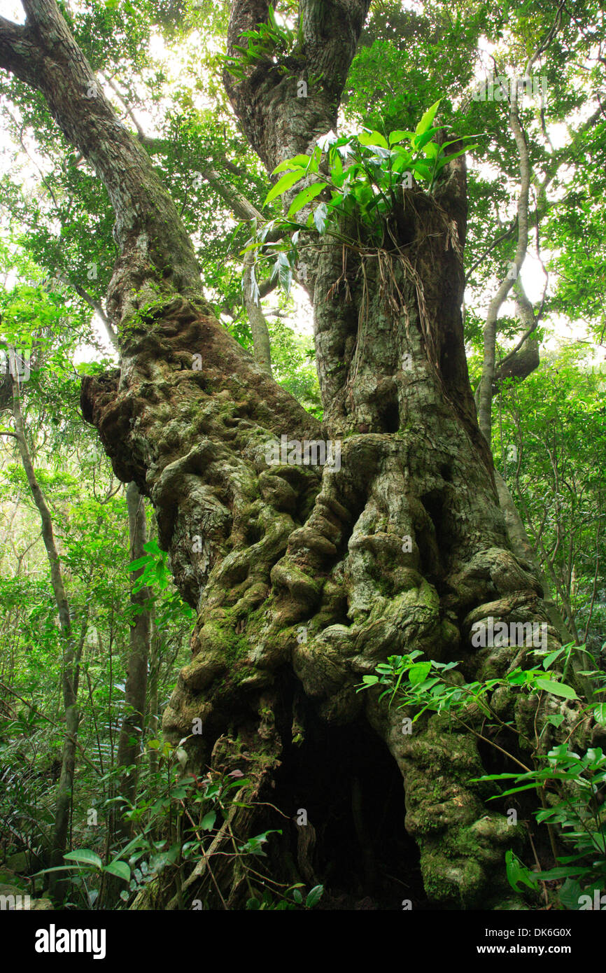 Okinawa Forest High Resolution Stock Photography and Images - Alamy