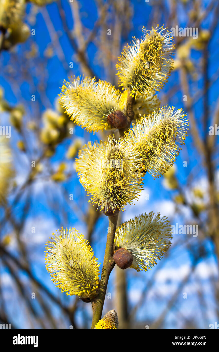 branches of a willow blossom in the spring against the blue sky Stock ...