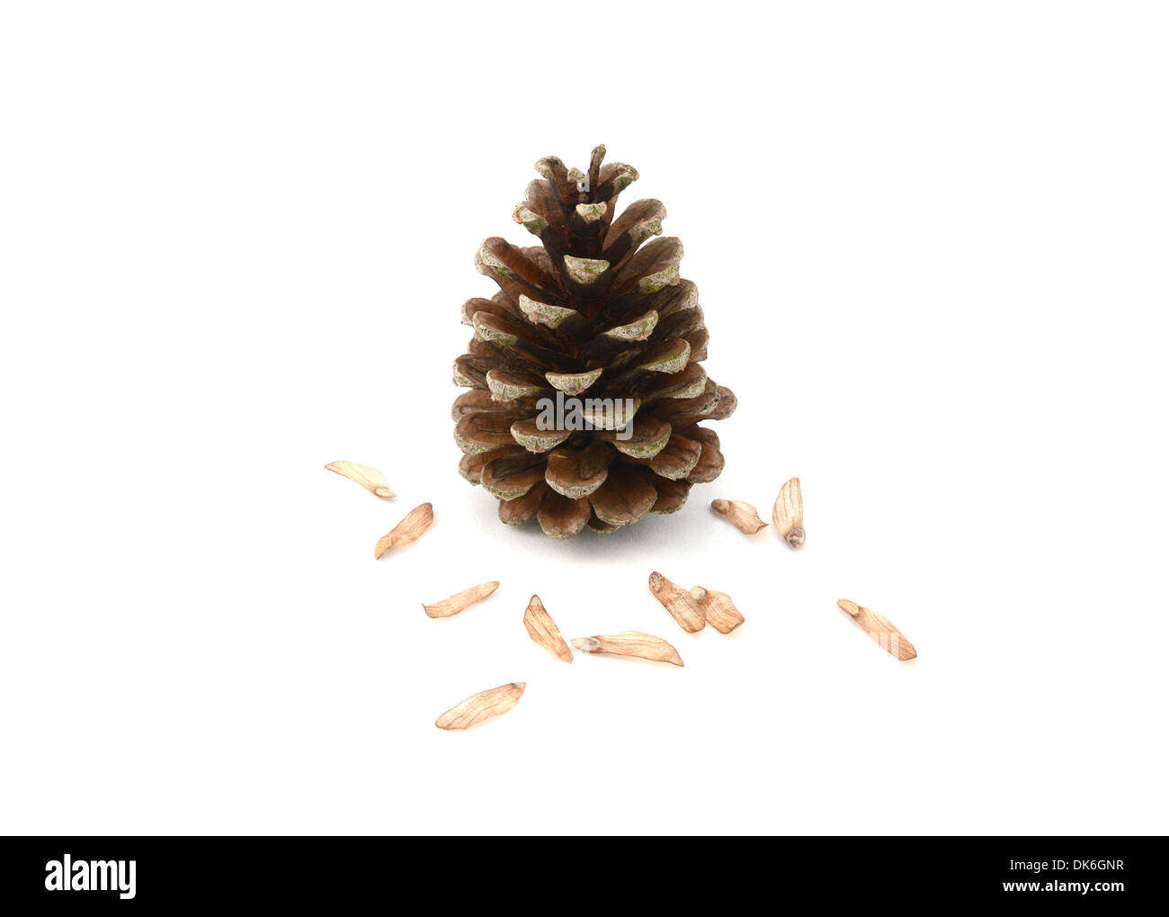 Large fir cone surrounded by delicate seeds, isolated on a white ...