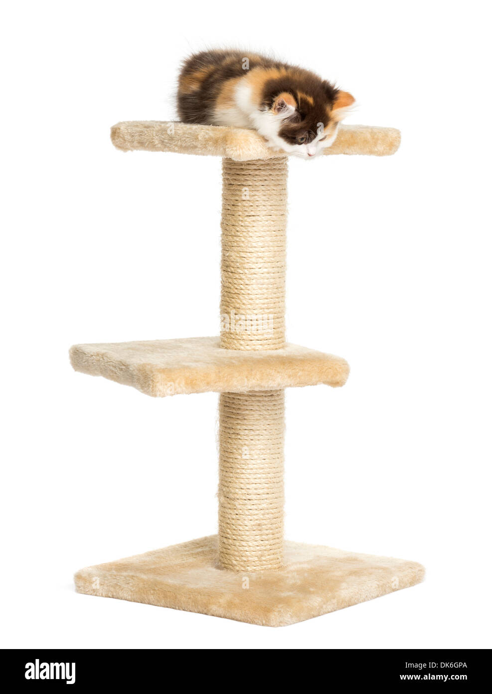 On top of cat tree indoors hi-res stock photography and images - Alamy