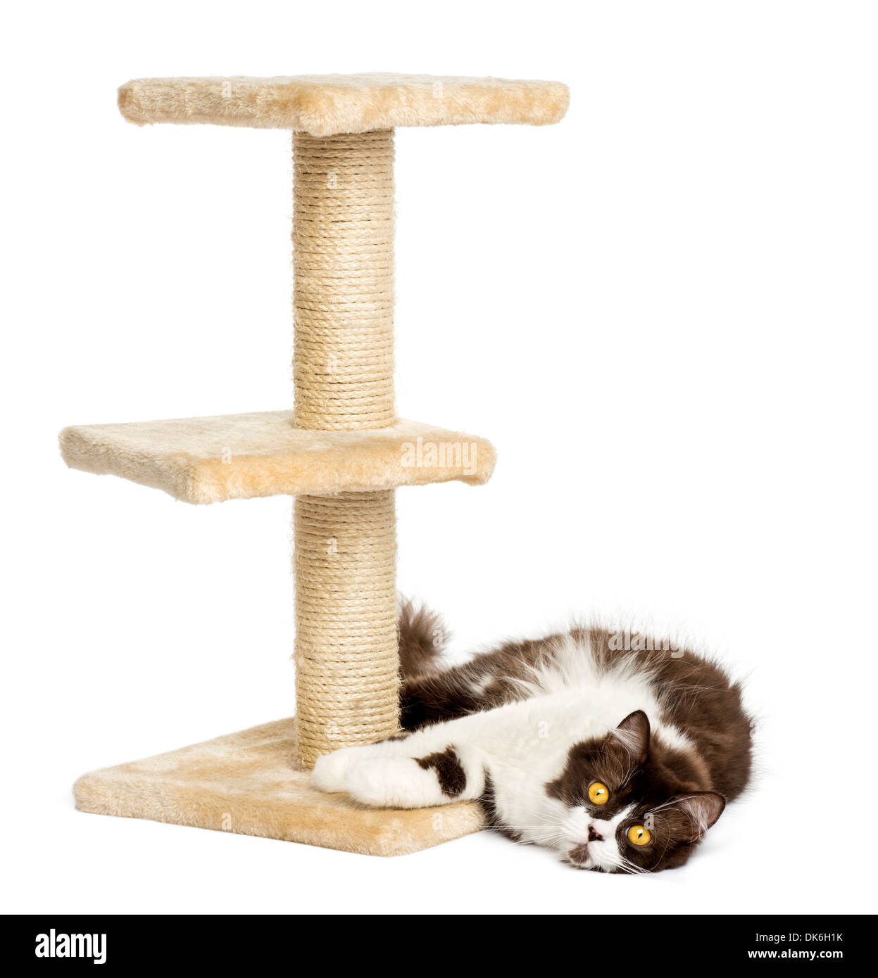 Side view cat lying down Cut Out Stock Images & Pictures - Alamy