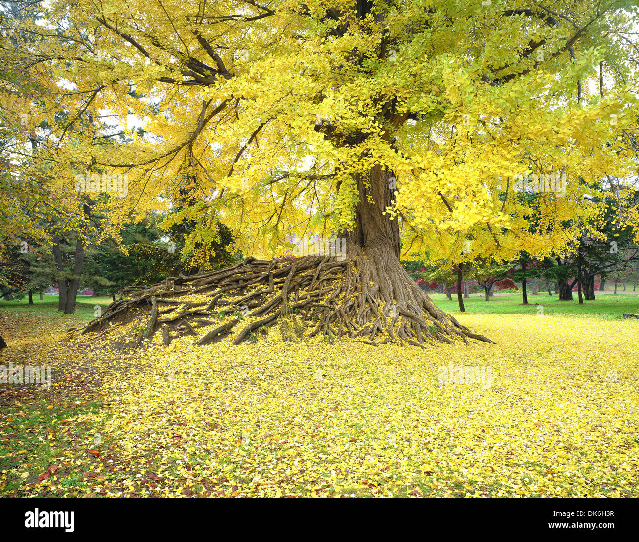 Giant ginkgo tree hi-res stock photography and images - Alamy