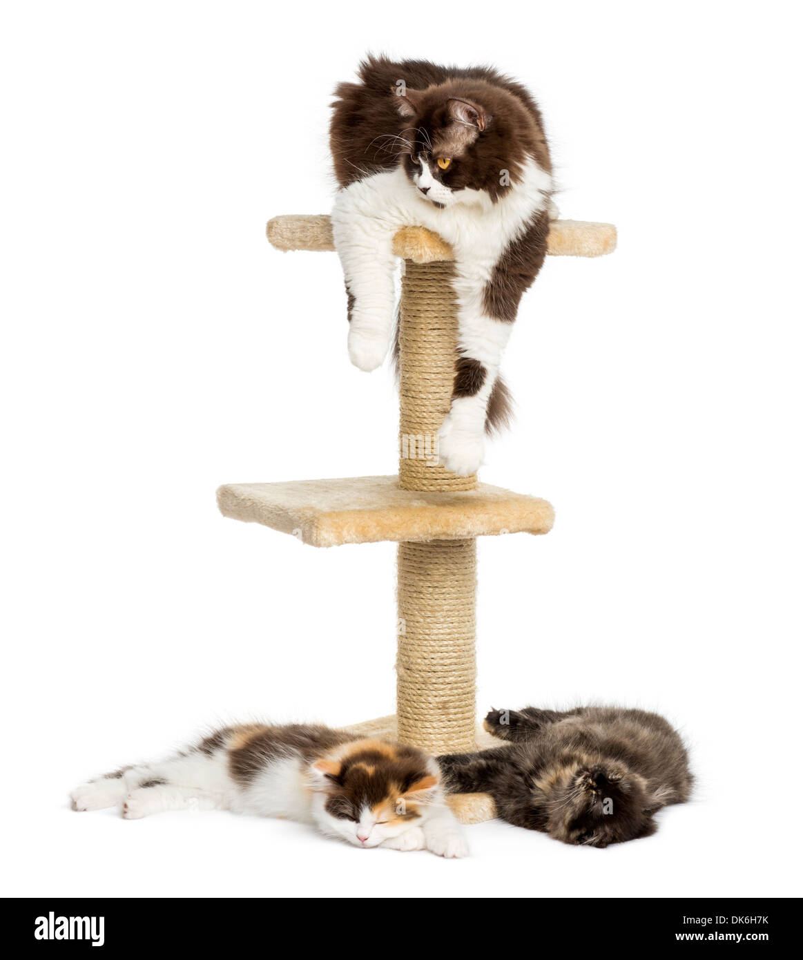 Three cats hi-res stock photography and images - Alamy