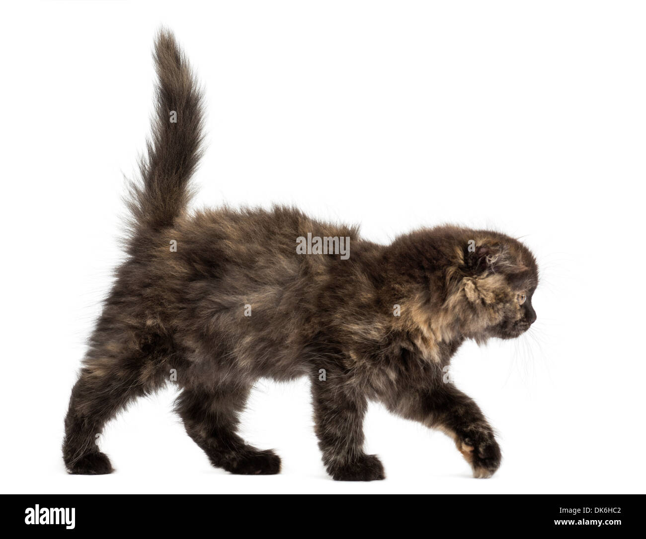 Kitten walking side view isolated hi-res stock photography and images ...