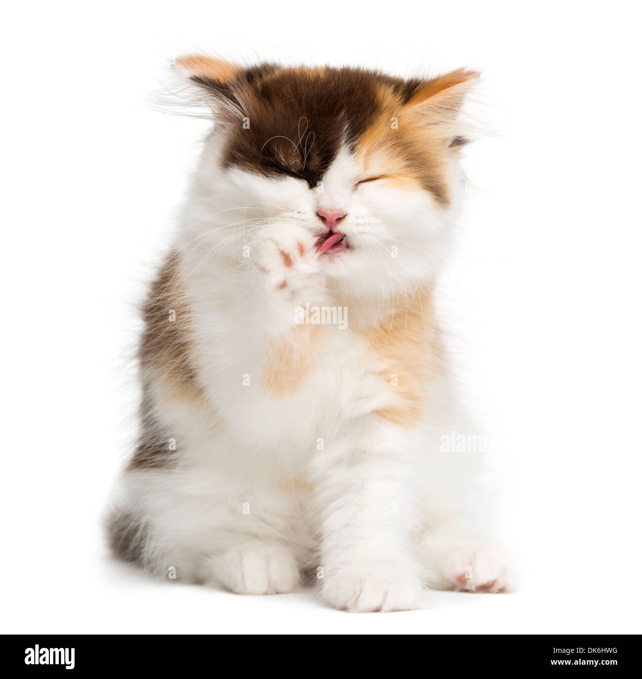 Highland straight kitten sitting and cleaning against white background ...