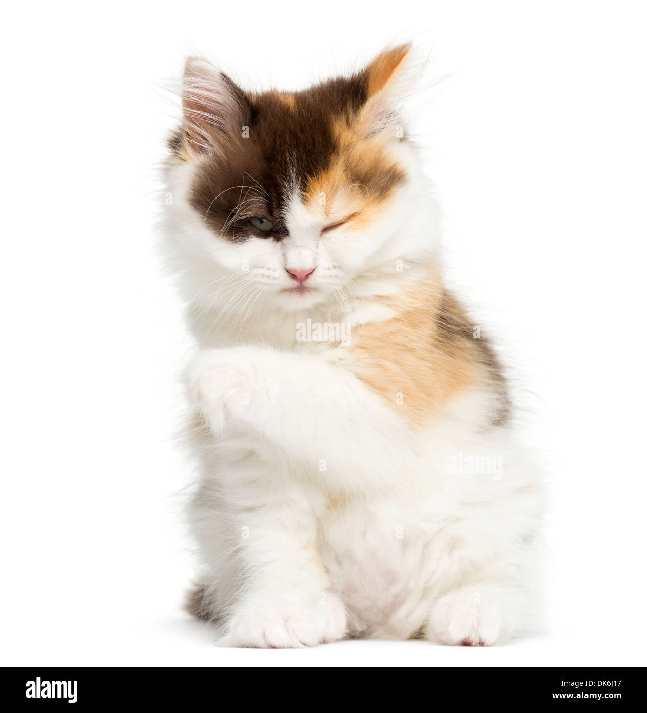 Highland straight kitten sitting against white background Stock Photo ...
