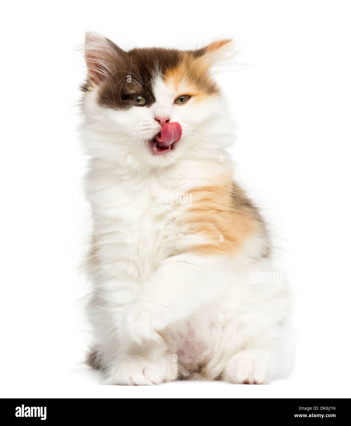 Highland straight kitten sitting and licking against white background ...