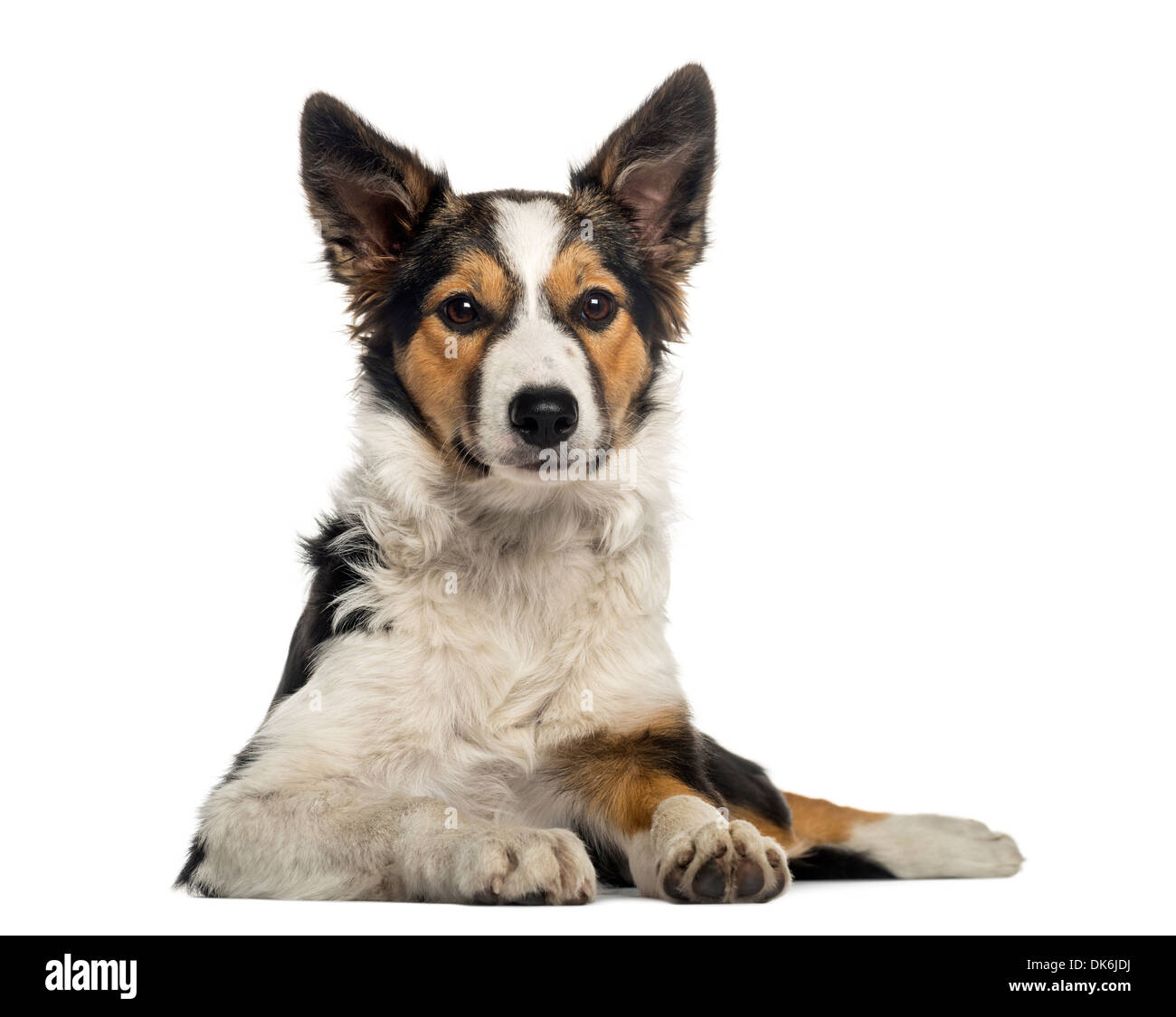 Front view of a Border Collie lying, looking at the camera against ...