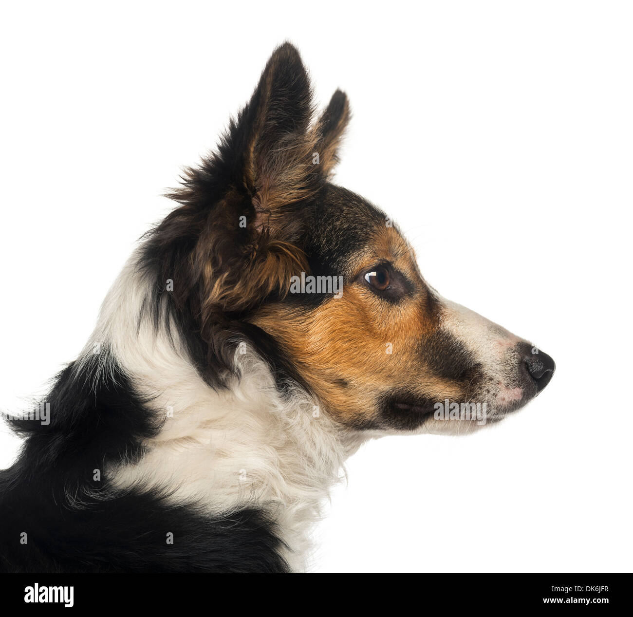 Close-up of a Border collie profile against white background Stock ...