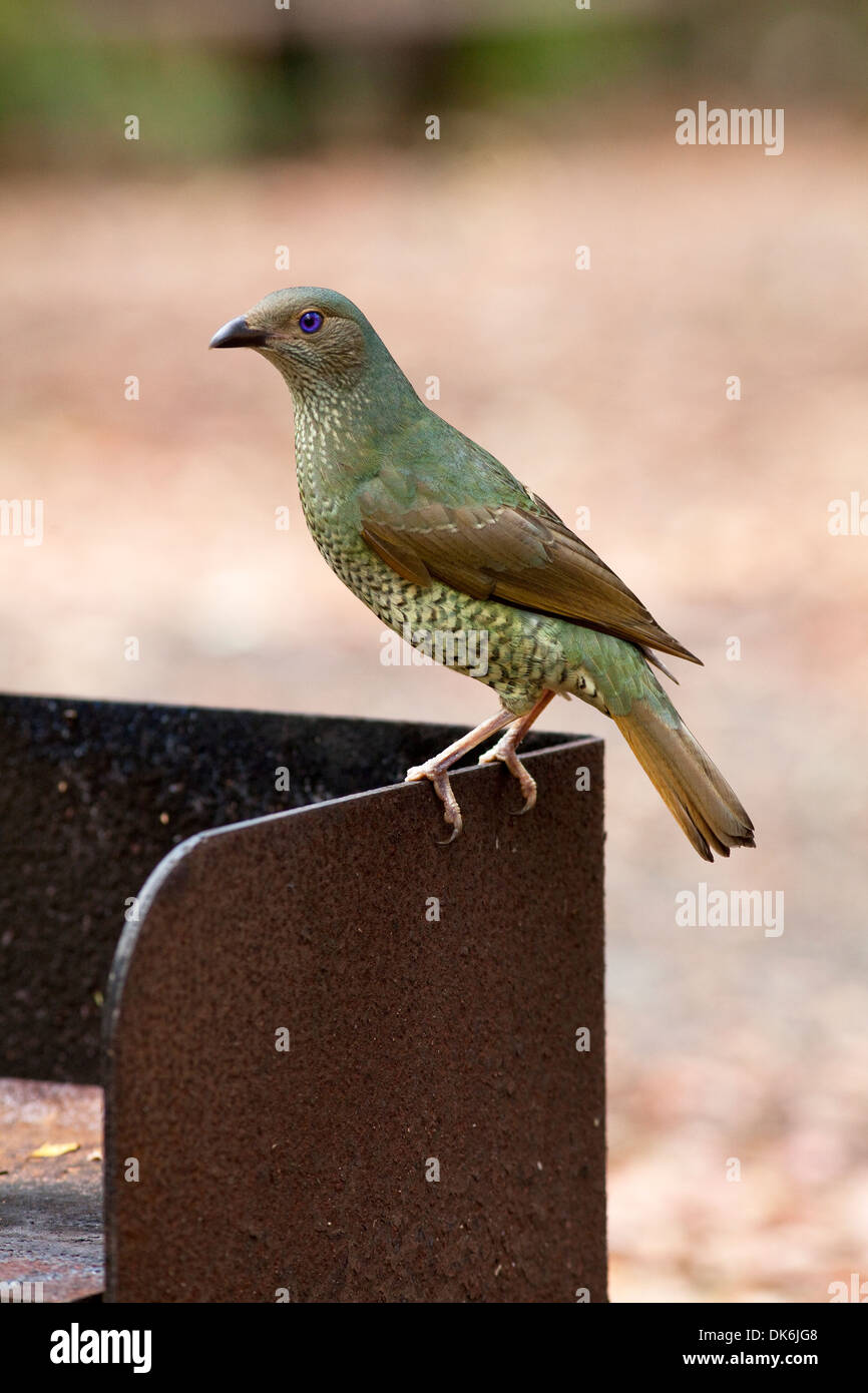 Female Satin Bowerbird (Ptilonorhynchus violaceus Stock Photo - Alamy