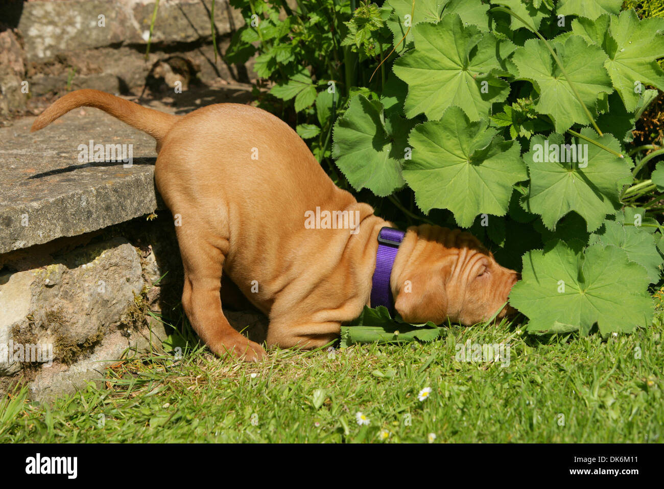 3rd Place Runner Up in Puppies category Photo taken by Pam Langrish ...