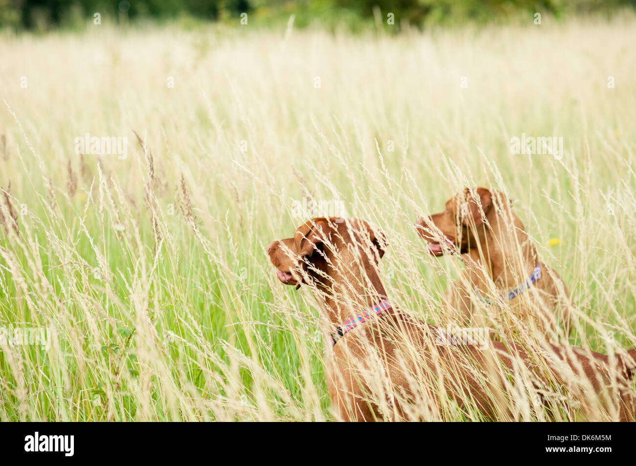 3rd Place Runner Up in Dogs at Work category Photo taken by Leanne ...