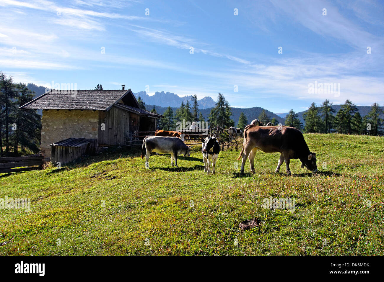 Alp alps alpine cow cows hut grazing hi-res stock photography and ...