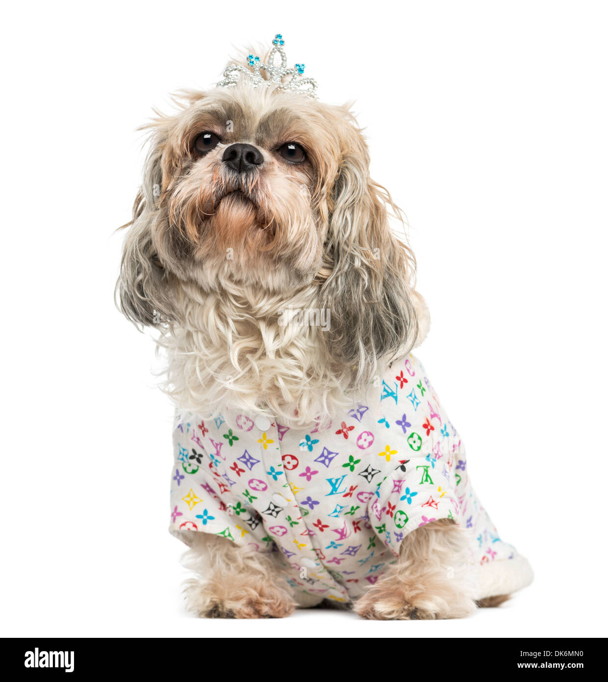 Dressed-up Shih Tzu wearing a diadem sitting, 4 years old, against ...
