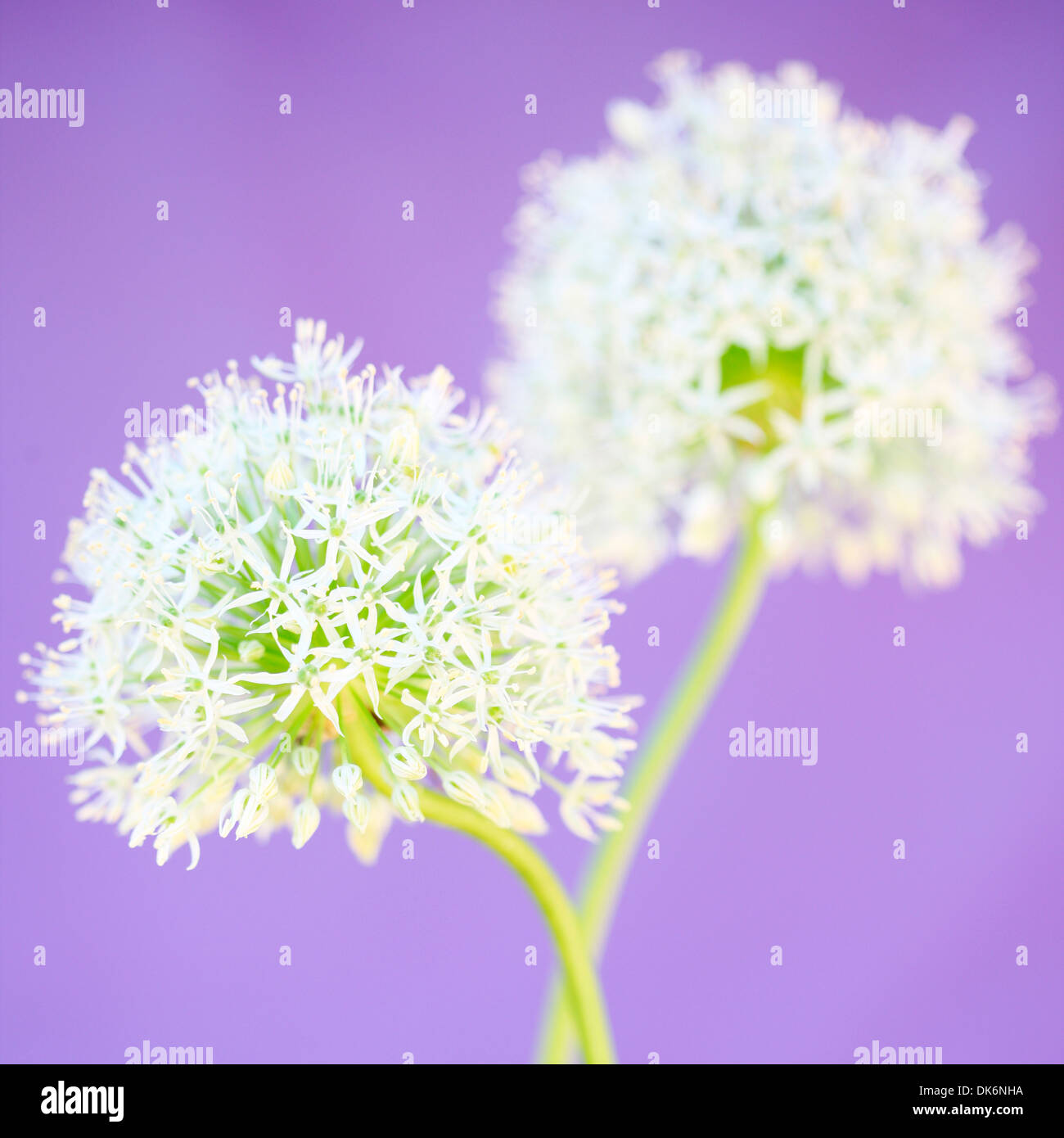 beautiful mount everest alliums in a soft contemporary style Jane Ann ...
