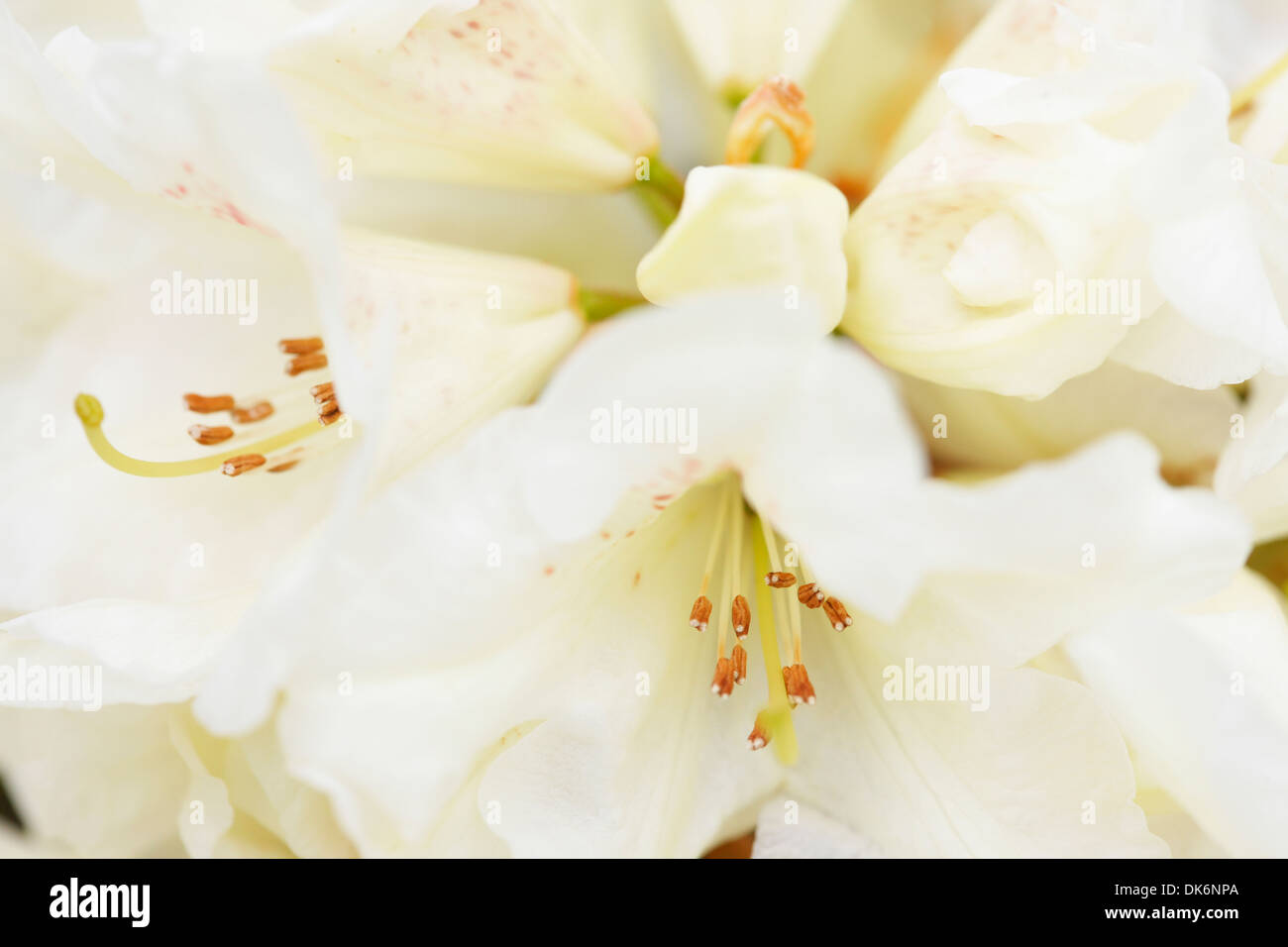 beautiful lemon flowers of the lemon dream rhododendron Jane Ann Butler ...