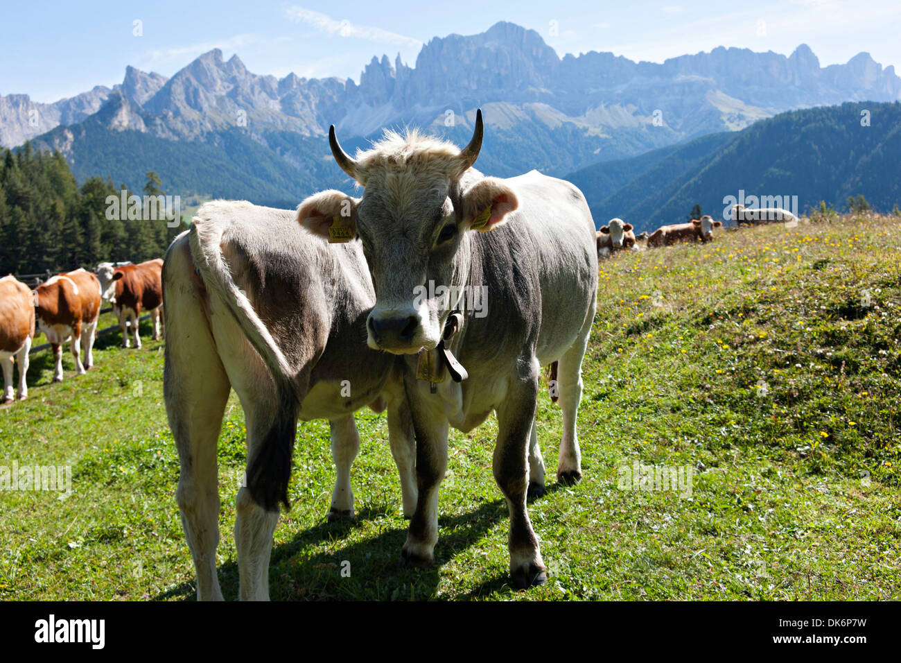 Alpine cows on meadow in front of the Rose Garden mountain group, Tiers ...