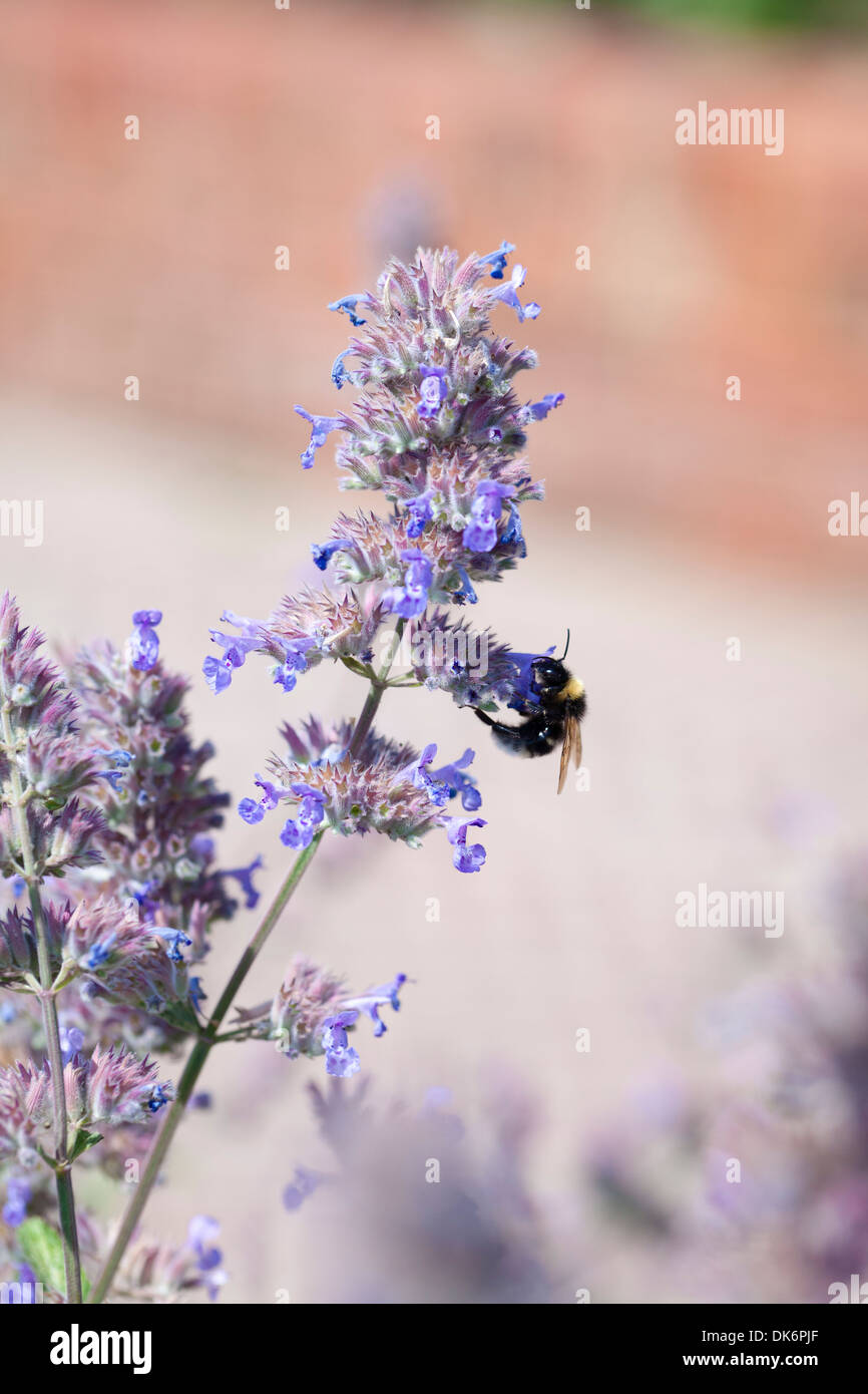 Bee on nepeta or catmint , UK Stock Photo - Alamy