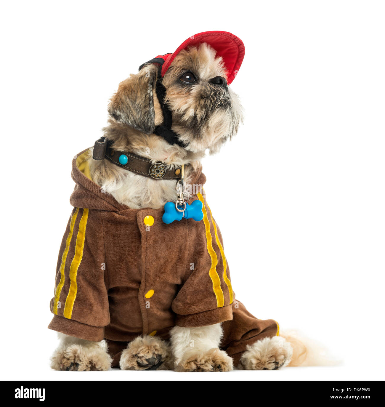 Dressed up Shih tzu with a cap, sitting against white background Stock ...
