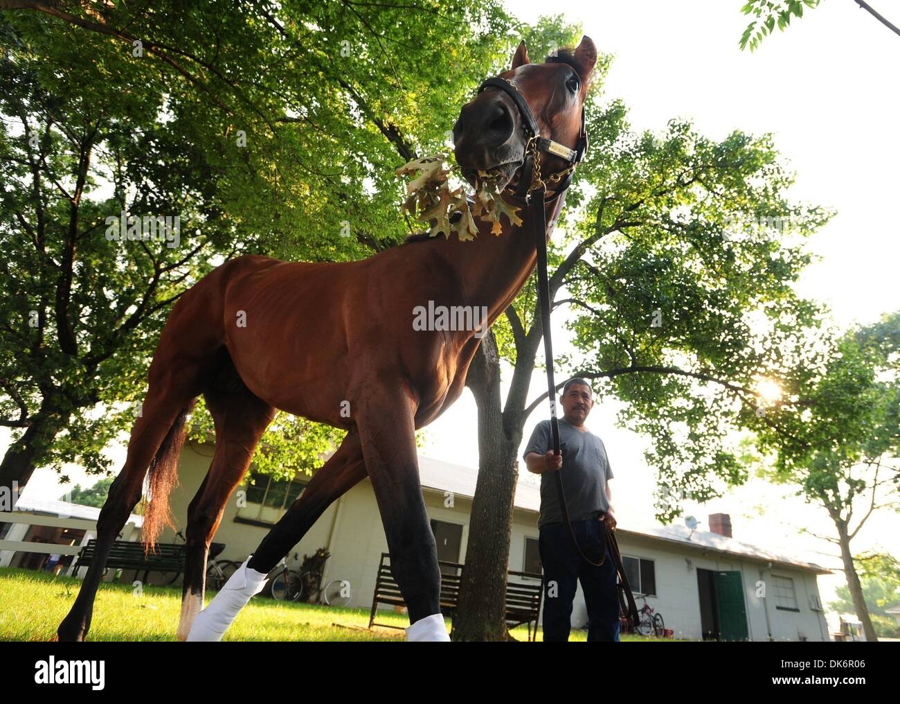 June 10, 2011 - Elmont, New York, U.S. - Belmont Stakes entrant MUCHO ...