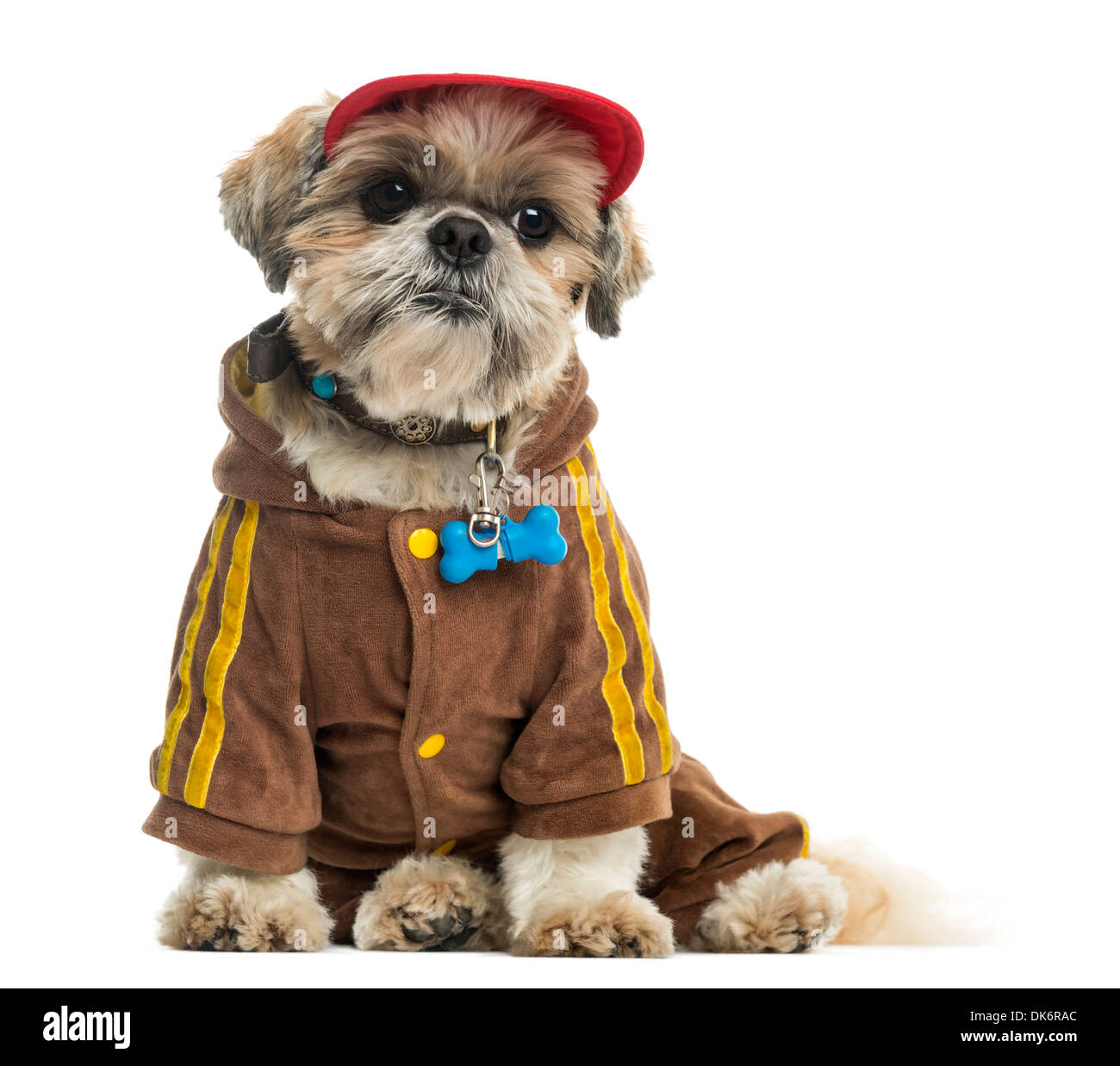 Dressed up Shih tzu with a cap, sitting against white background Stock ...