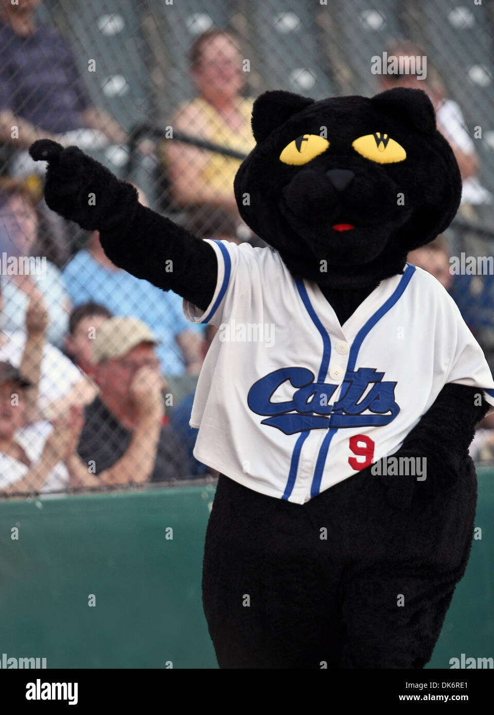 June 13, 2011 - Fort Worth, Texas, U.S - The Fort Worth Cats mascot ...
