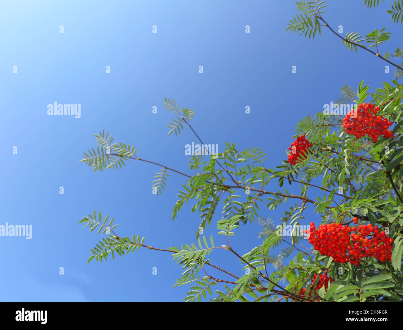 Autumn red rowan berries on a tree. Rowanberry ashberry in the fall in ...