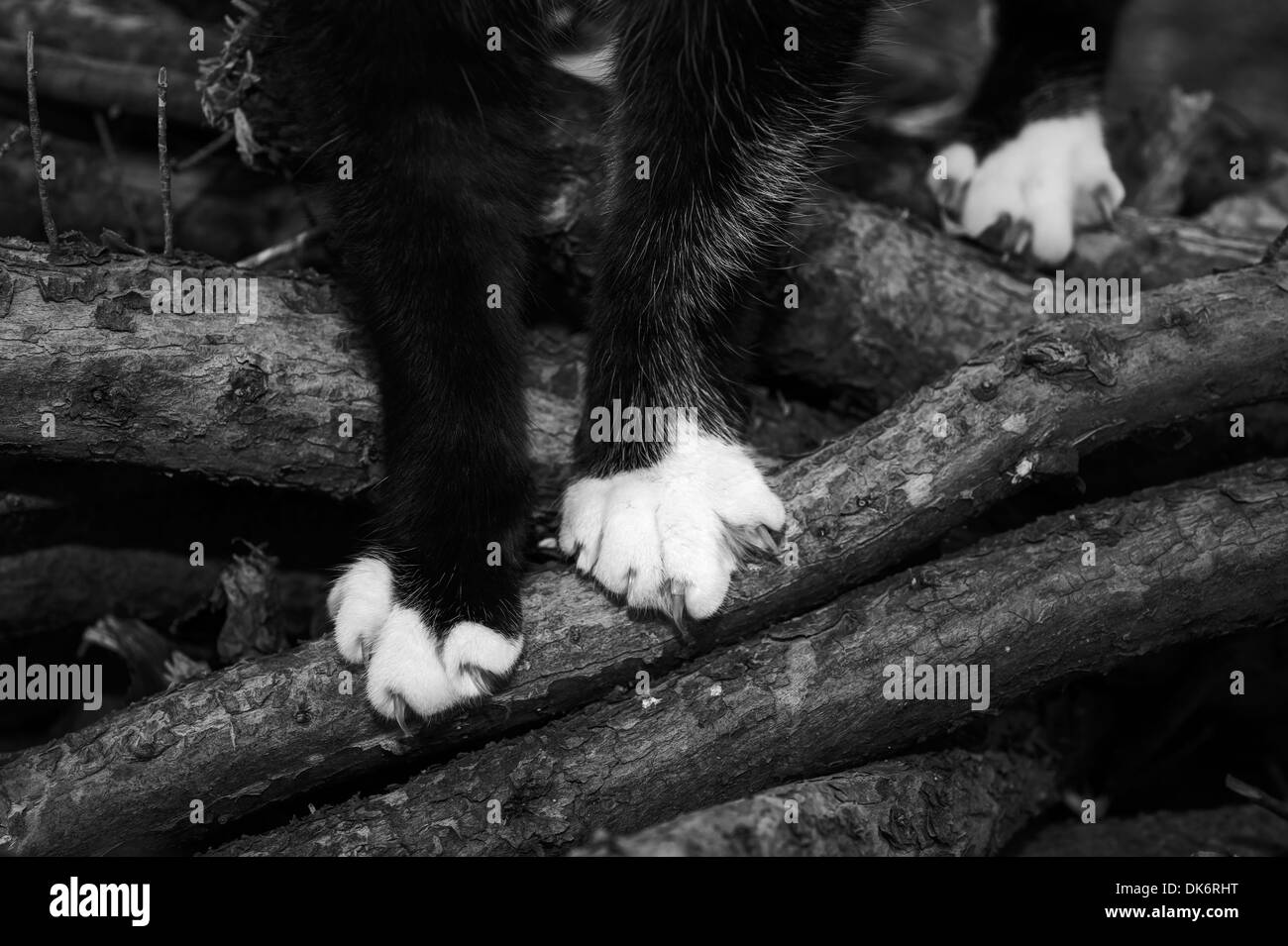 Paw paw tree hi-res stock photography and images - Alamy