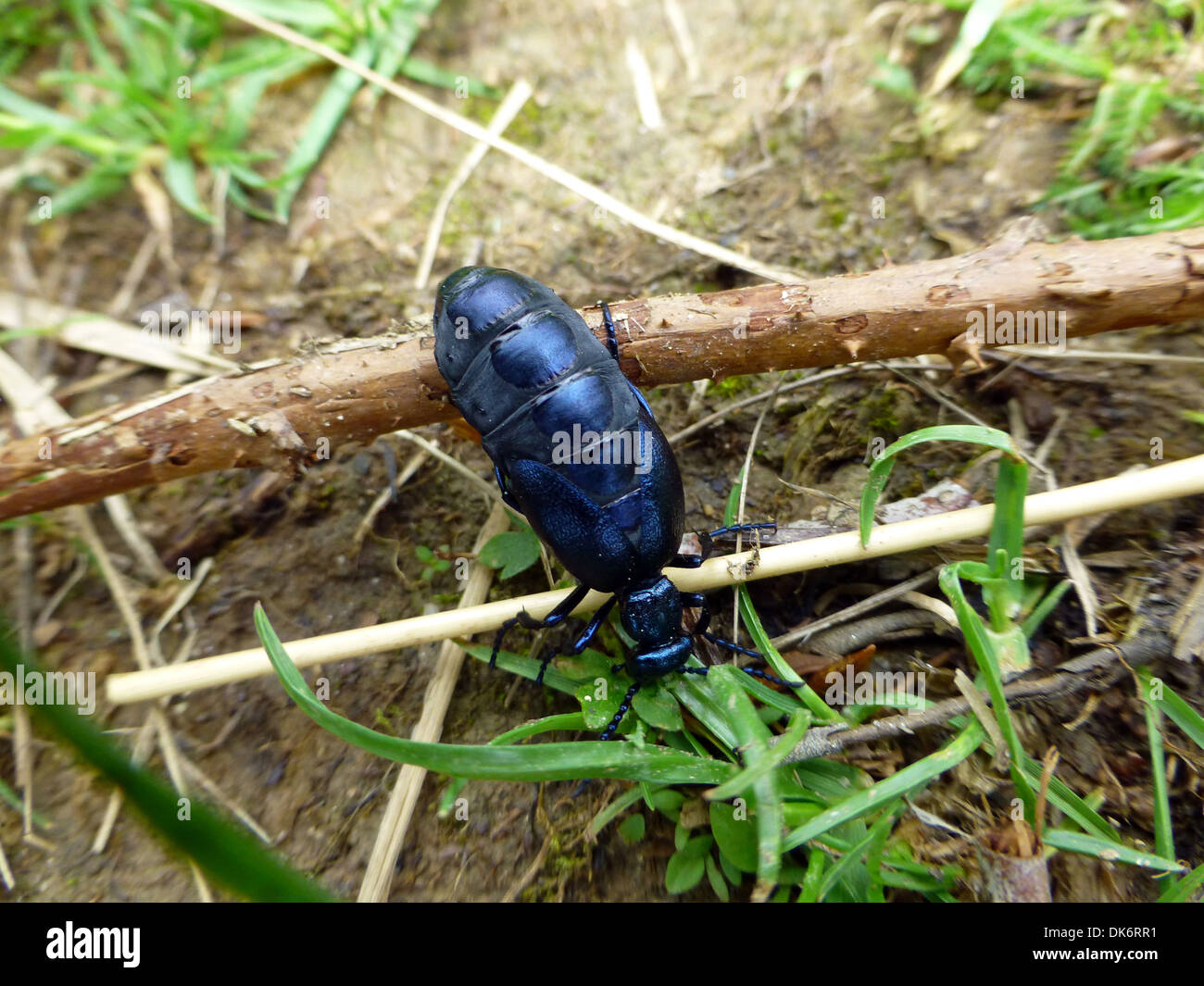 Violet oil beetle meloe violaceus hi-res stock photography and images - Alamy