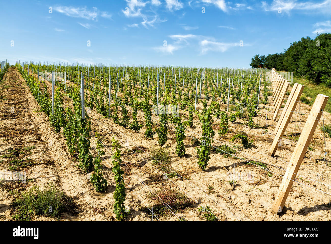 Beautiful rows of young grapes Stock Photo - Alamy