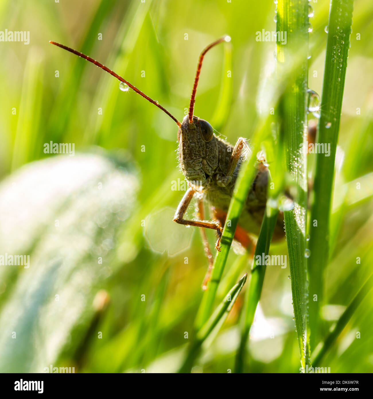 Locust eyes hi-res stock photography and images - Alamy