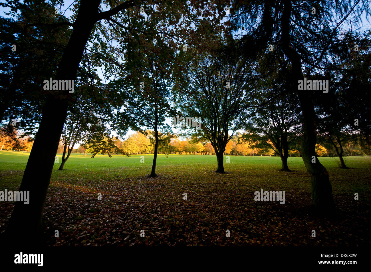 Copse of trees hi-res stock photography and images - Alamy