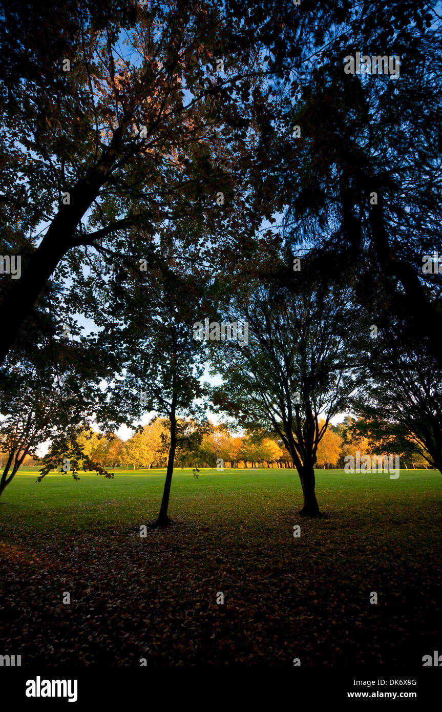 Copse of trees hi-res stock photography and images - Alamy