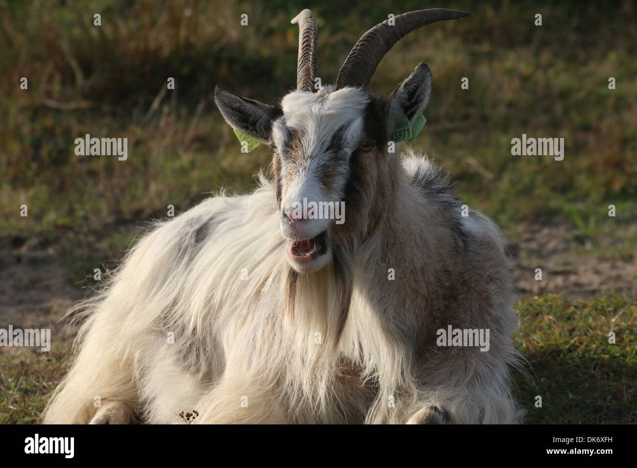 Dutch Landrace goat chewing grass Stock Photo - Alamy