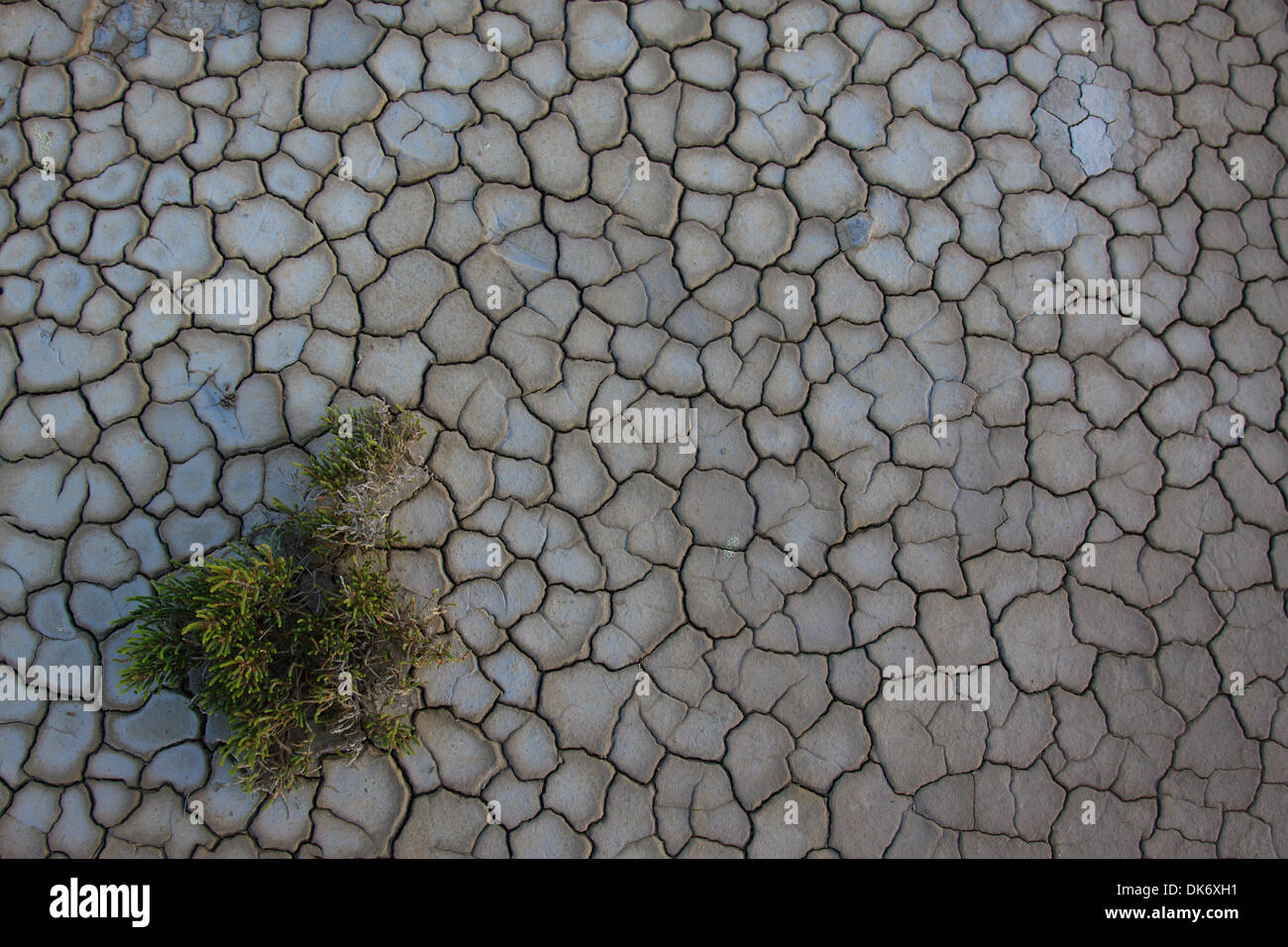 Dry ground with young plant Stock Photo - Alamy