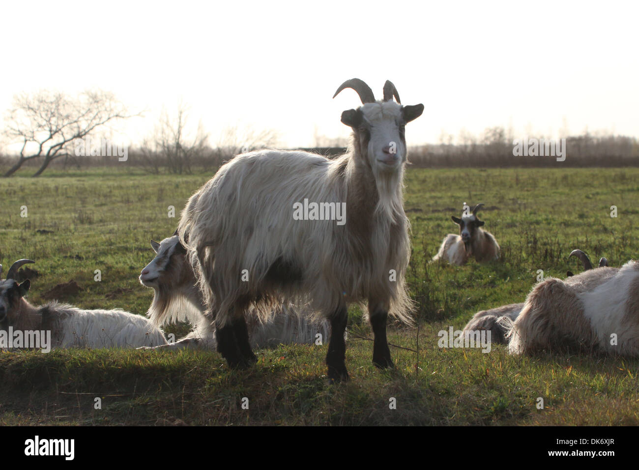 Group of Dutch Landrace goats in a nature reserve Stock Photo - Alamy