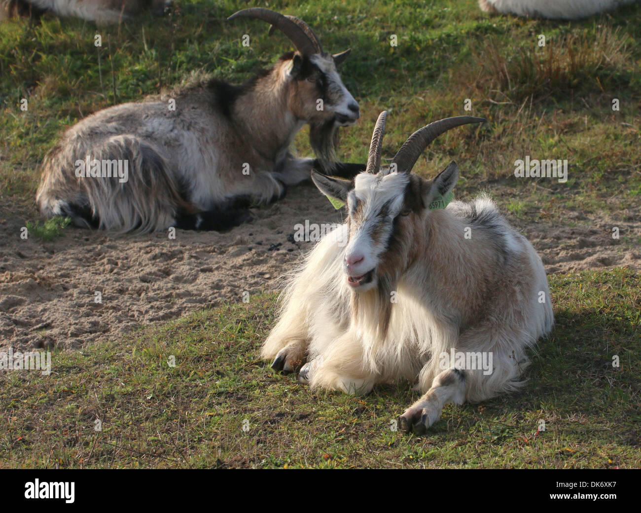 Group of Dutch Landrace goats in a nature reserve Stock Photo - Alamy