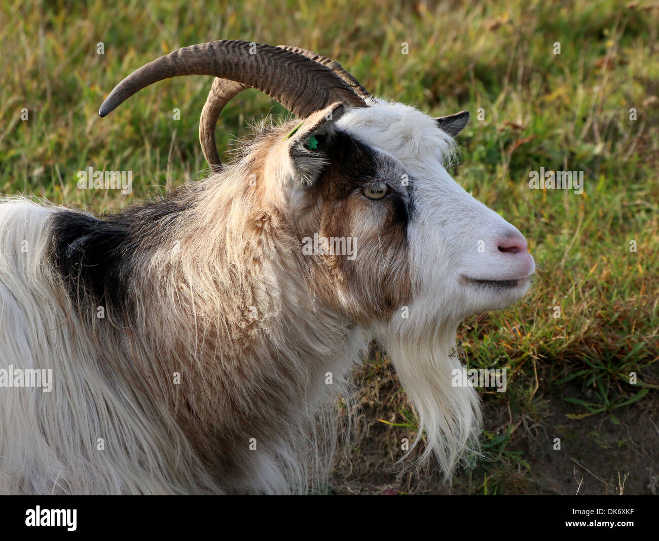 Close-up of a Dutch Landrace goat in a nature reserve Stock Photo - Alamy